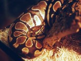 Pros And Cons Of Getting A Pet Ball Python My Pet Python