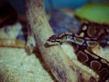Pros And Cons Of Getting A Pet Ball Python My Pet Python