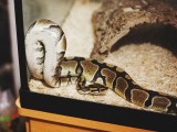 How To Choose A Ball Python My Pet Python