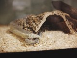 Do Ball Pythons Shed In One Piece My Pet Python
