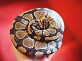 Ball Python Shedding Process My Pet Python