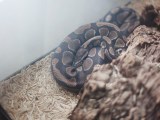 Ball Python Shedding Process My Pet Python
