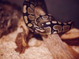 Pros And Cons Of Getting A Pet Ball Python My Pet Python