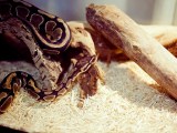 Why Did My Ball Python Bite Me My Pet Python