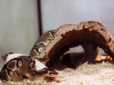 The Ultimate Ball Python Feeding Troubleshooting Guide My Pet Python