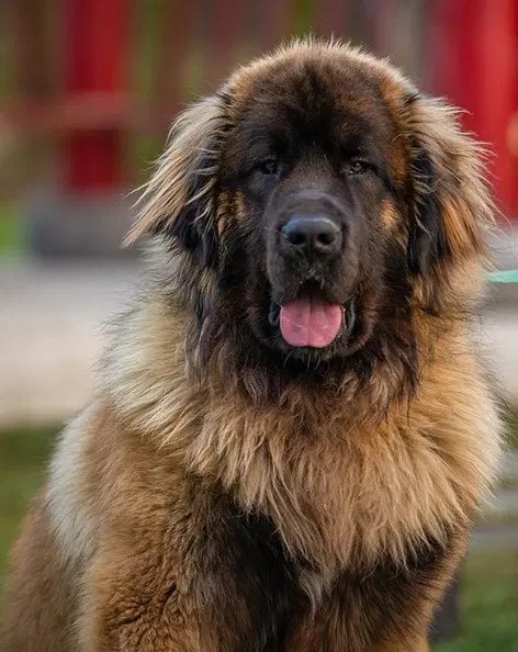 Top 10 Search Rescue Dogs That You Should Know