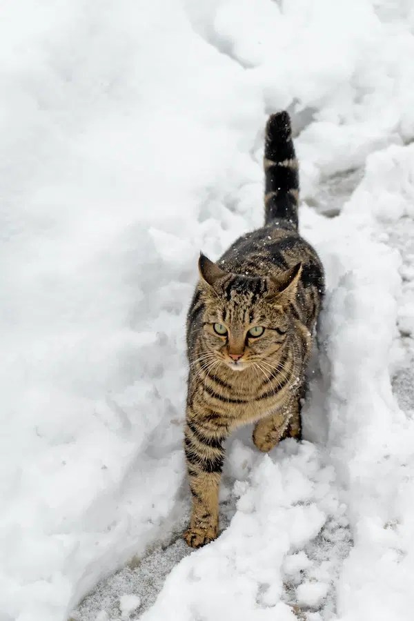 7 Essential Tips On How To Keep Outdoor Cats Warm In Winter
