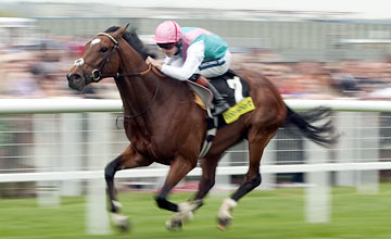 Frankel not to race over less than a mile this preparation | Bel Esprit ...
