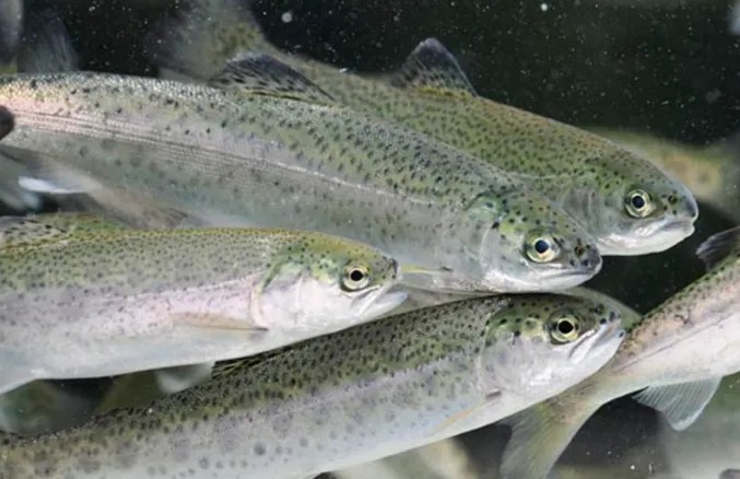 Atlantic Salmon Smolt