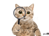 Cat Classification Using Machine Learning Tpoint Tech