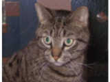 Cat Classification Using Machine Learning Tpoint Tech