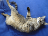 Cat Classification Using Machine Learning Tpoint Tech
