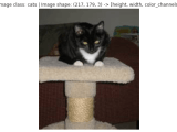 Cat Classification Using Machine Learning Tpoint Tech