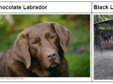Dog Breed Classification Using Transfer Learning Tpoint Tech