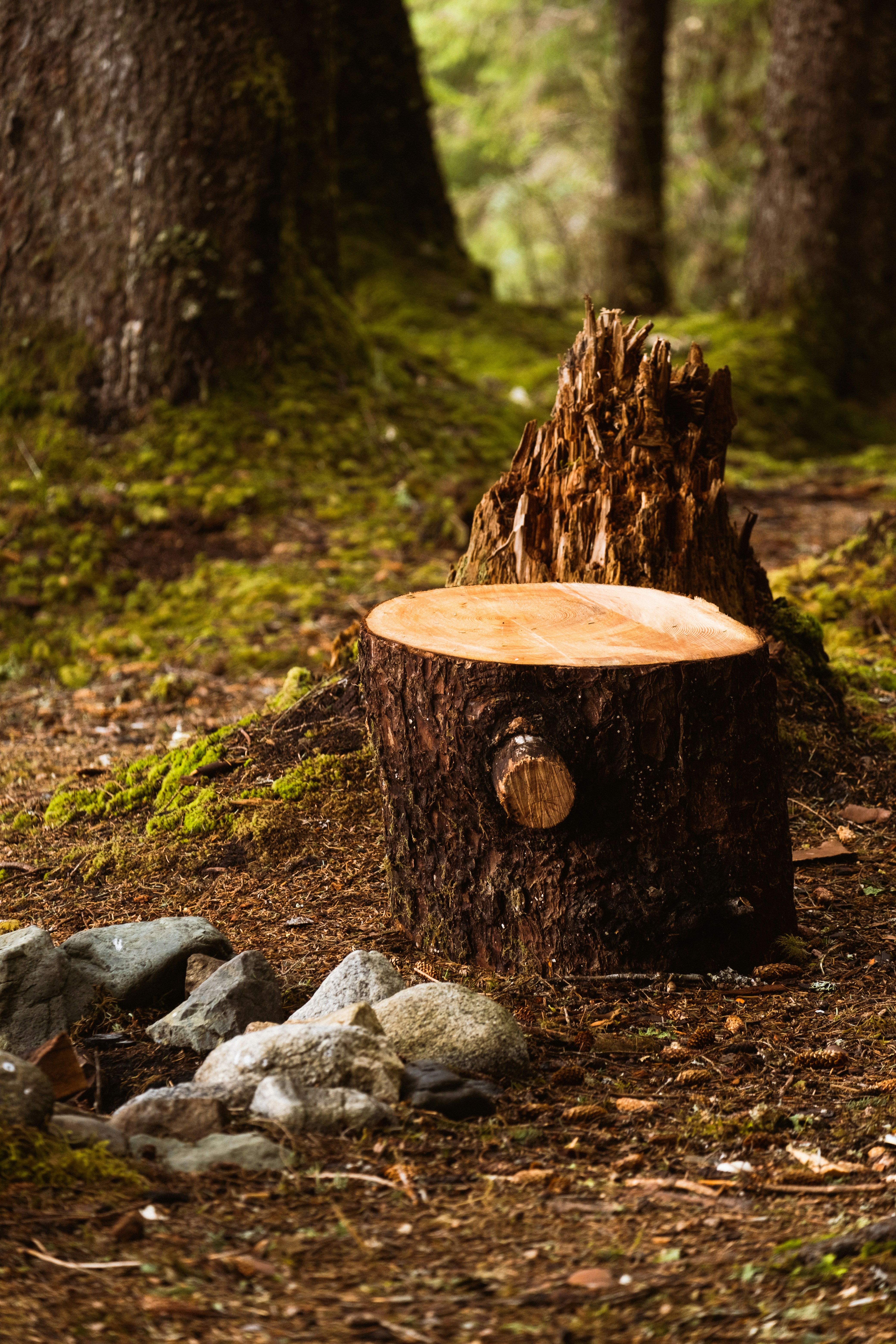 Tree Stump Pictures Download Free Images On Unsplash