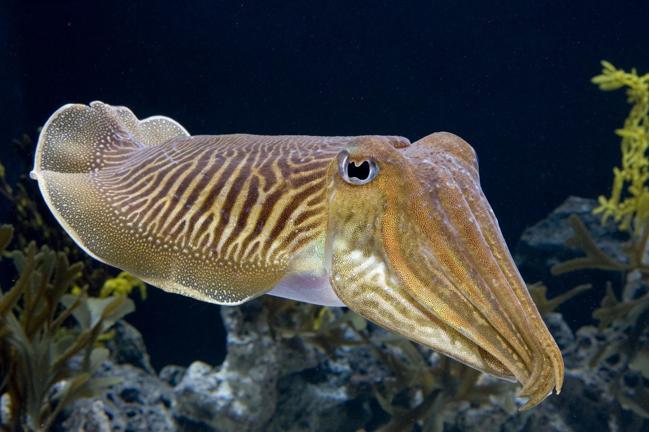 Cuttlefish Eyes