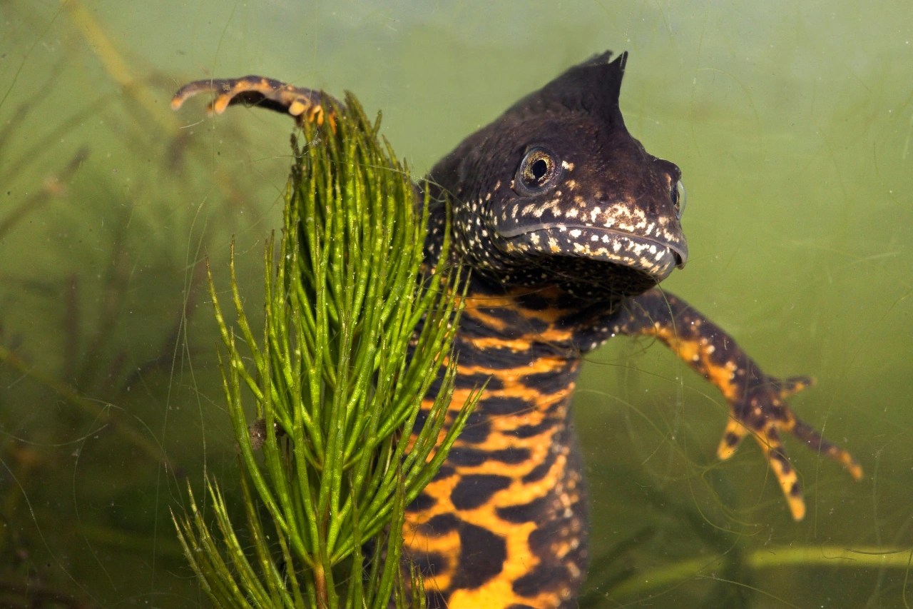 For British Homeowners No Newts Is Good Newts Wsj