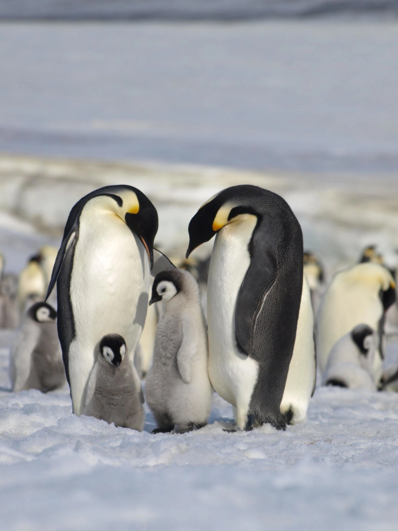 Antarctic Penguins