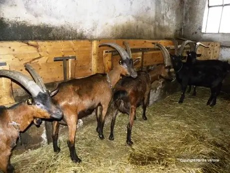 Meme Della Capra Di Montagna