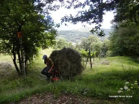 Fienagione difficile (e non solo quella) | Storie di pascolo vagante
