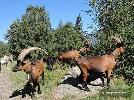 capre | Storie di pascolo vagante