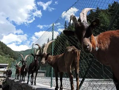 capre | Storie di pascolo vagante