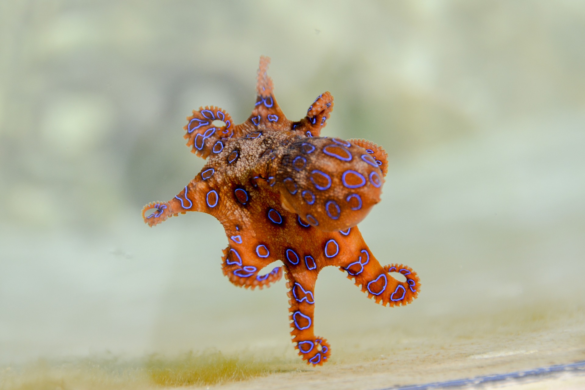 Rock-Pool-Blue-Ringed-Octopus-Barry-Brunswick-Blog | Barry S. Brunswick