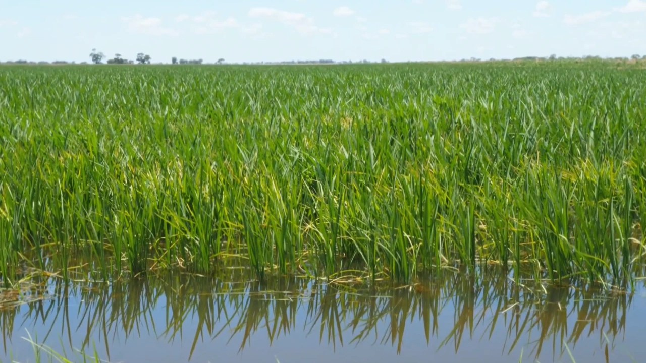 Rice Breeding Development Of New Rice Varie Clickview