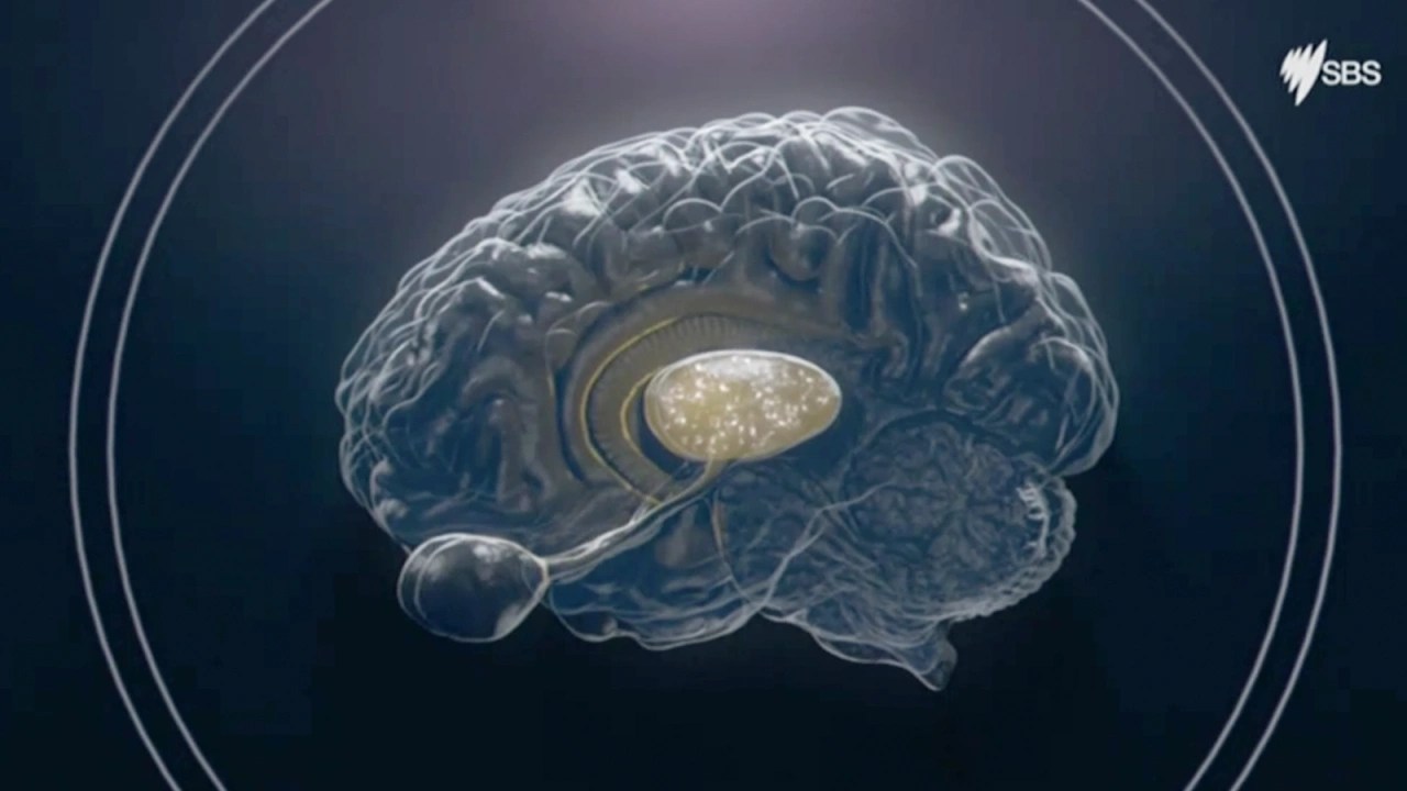 The Brain Episode 1 What Is Reality Clickview
