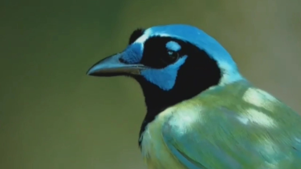 The Birds Journey Video Resources Clickview