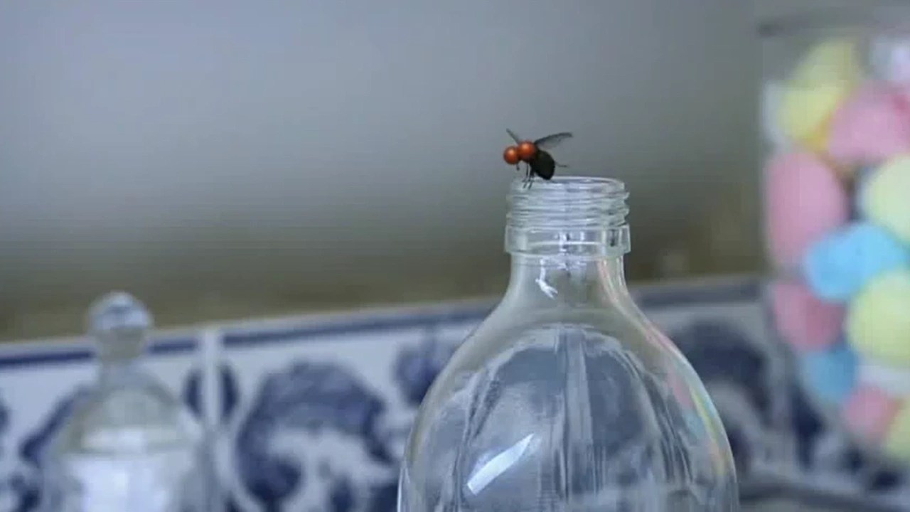 Minuscule Videos Resources Clickview