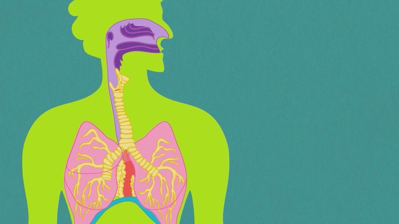 Circulatory And Respiratory Systems Clickview