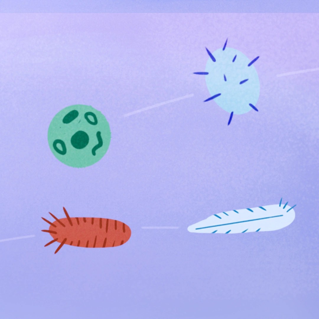 Biological Evolution Clickview