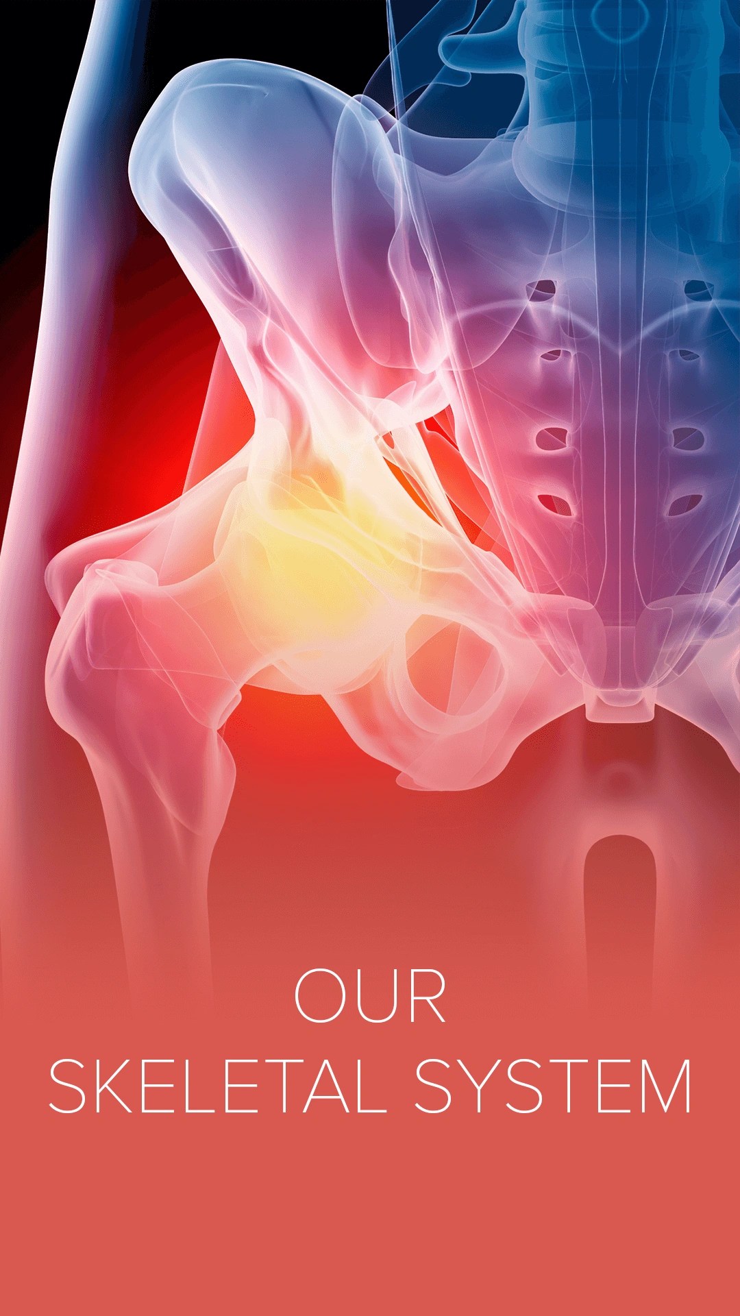 Our Skeletal System Videos Resources Clickview