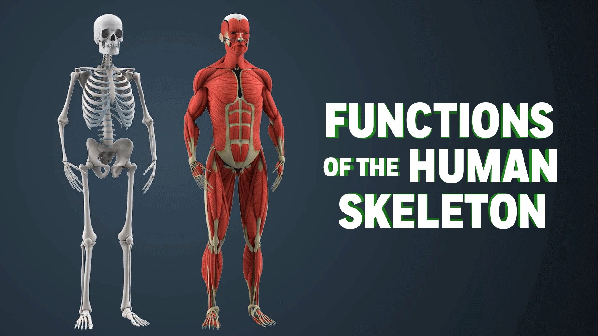 Functions Of The Human Skeleton Video Resources Clickview