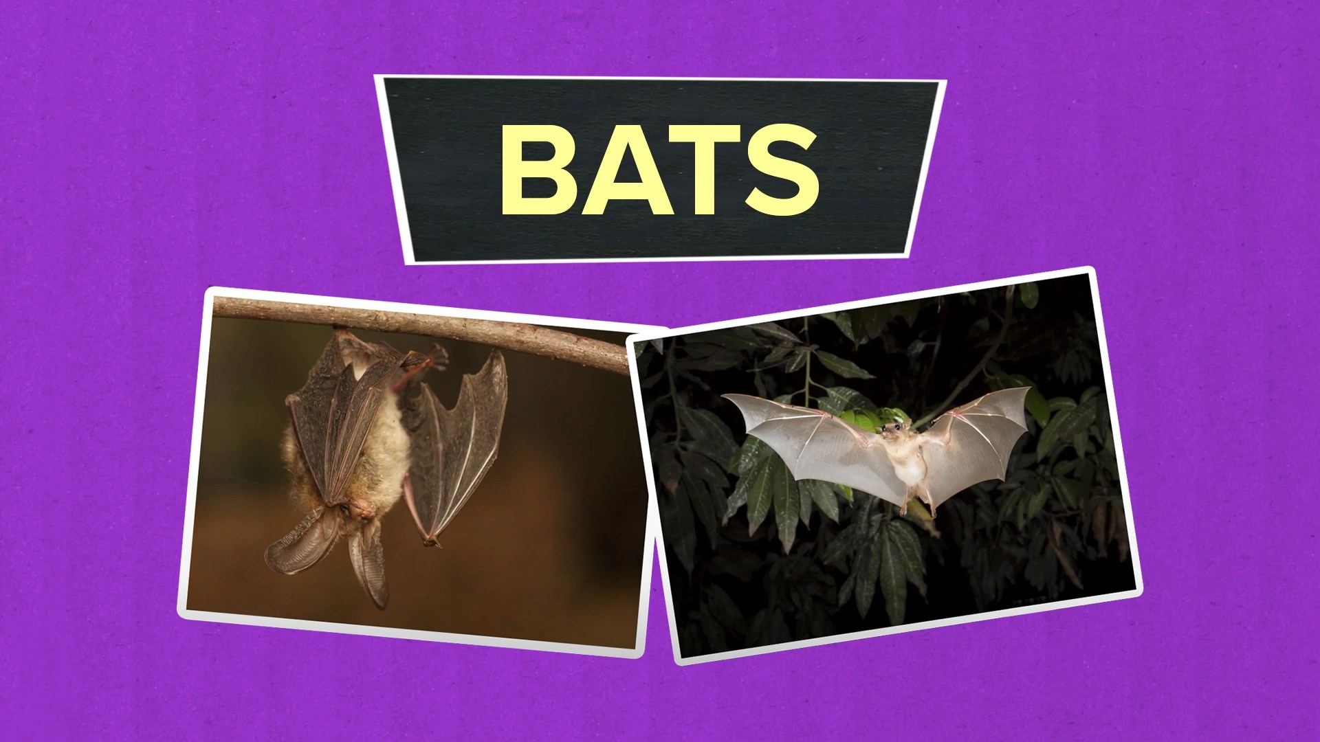 Three Fun Facts About Bats Video Resources Clickview