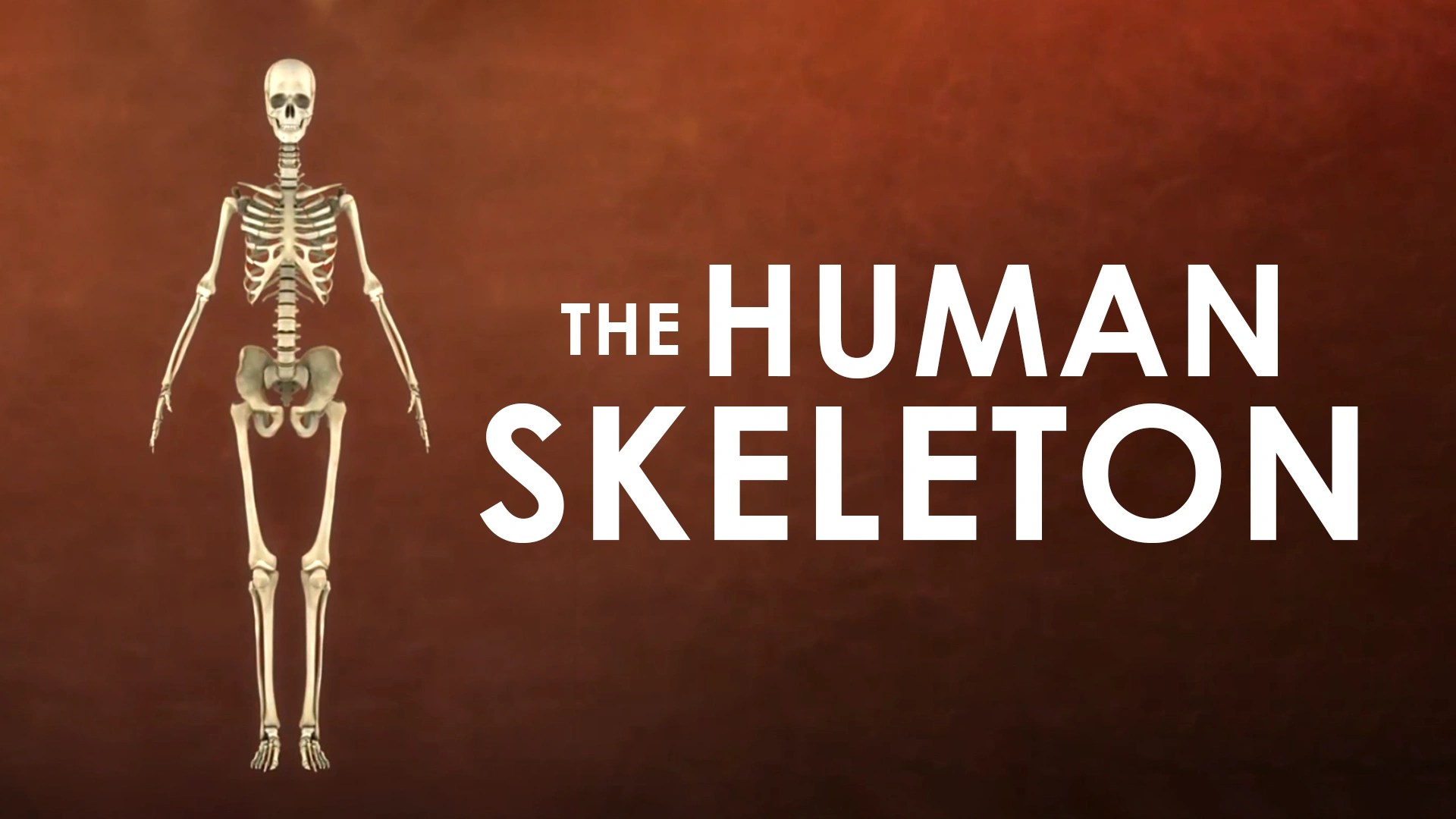 Our Skeletal System Videos Resources Clickview