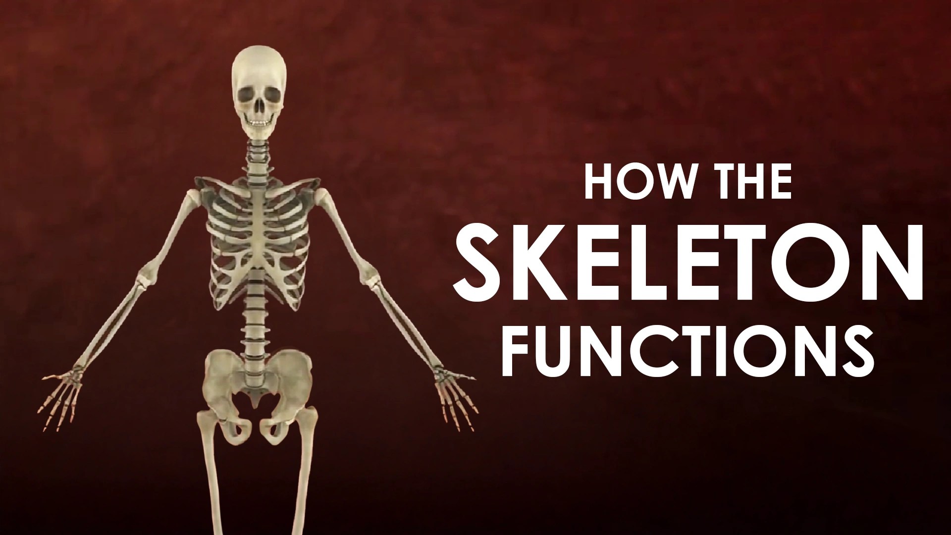 Our Skeletal System Videos Resources Clickview