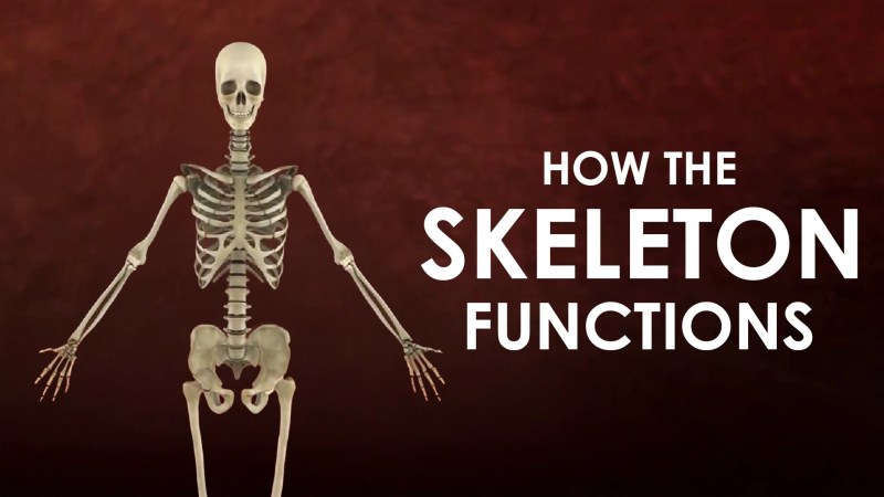 Skeletal System Functions - Premium Desktop Nature Patterns | Free Download