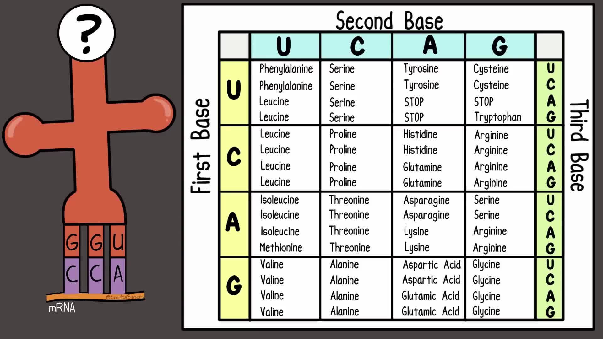 How To Read A Codon Chart Video Resources Clickview