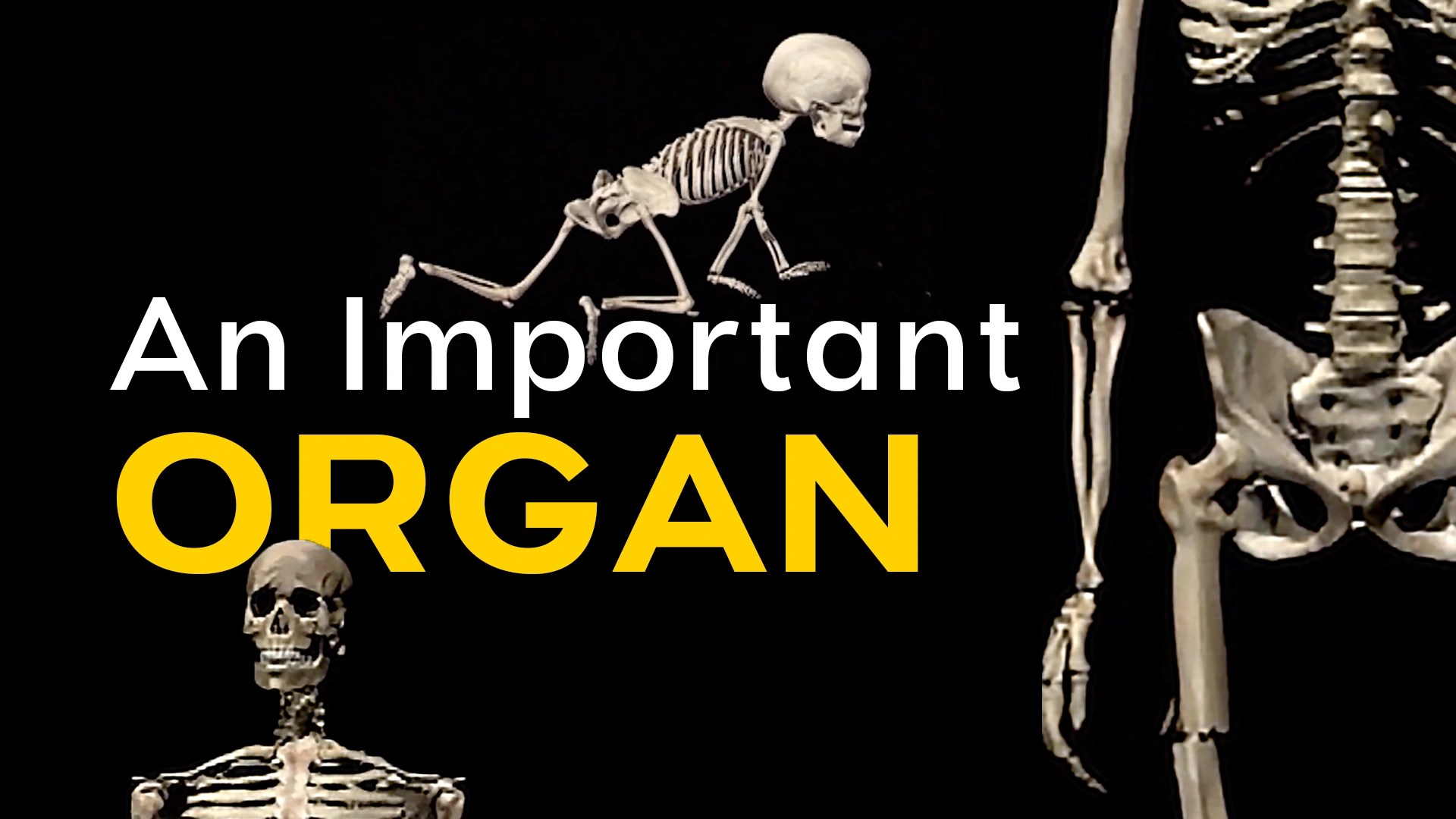 Function Of The Skeleton Video Resources Clickview