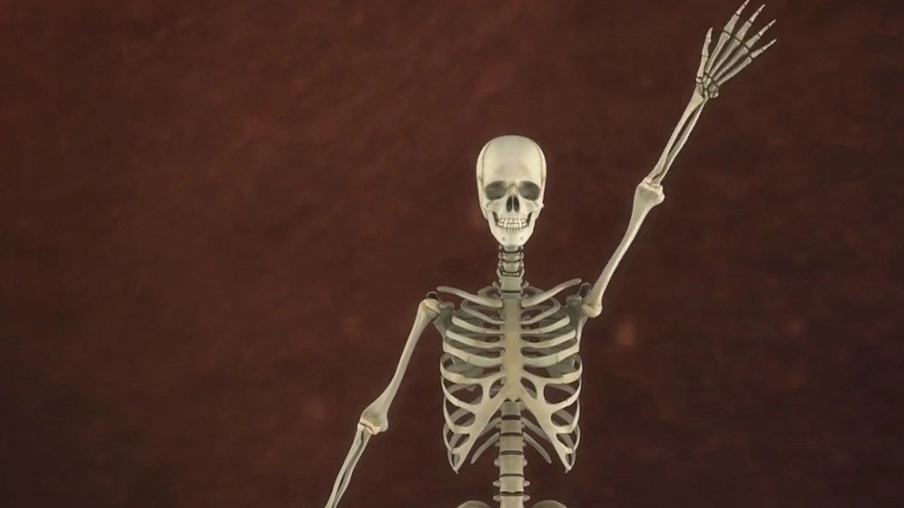 Our Skeletal System Videos Resources Clickview