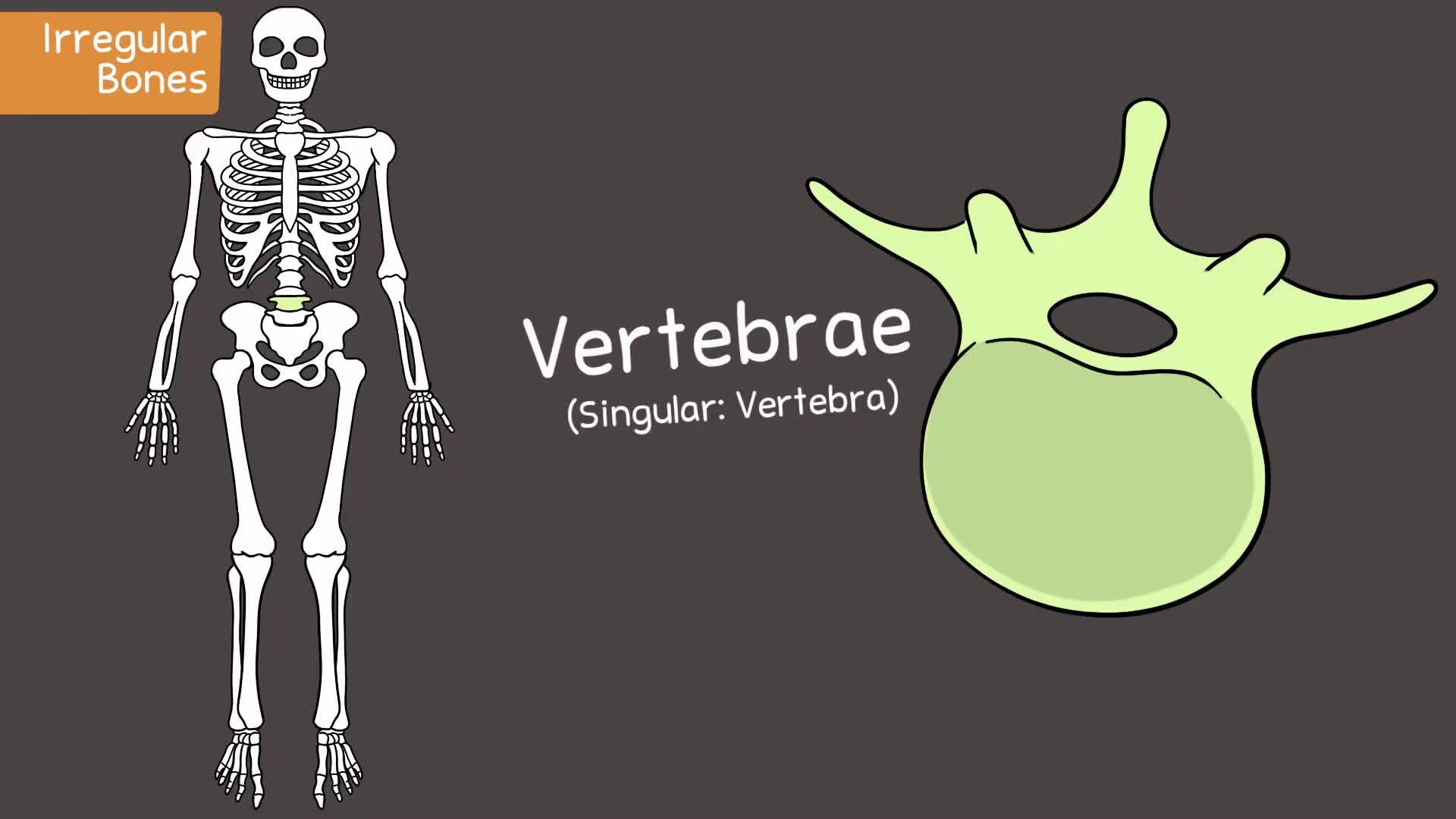 Skeletal System Video Resources Clickview