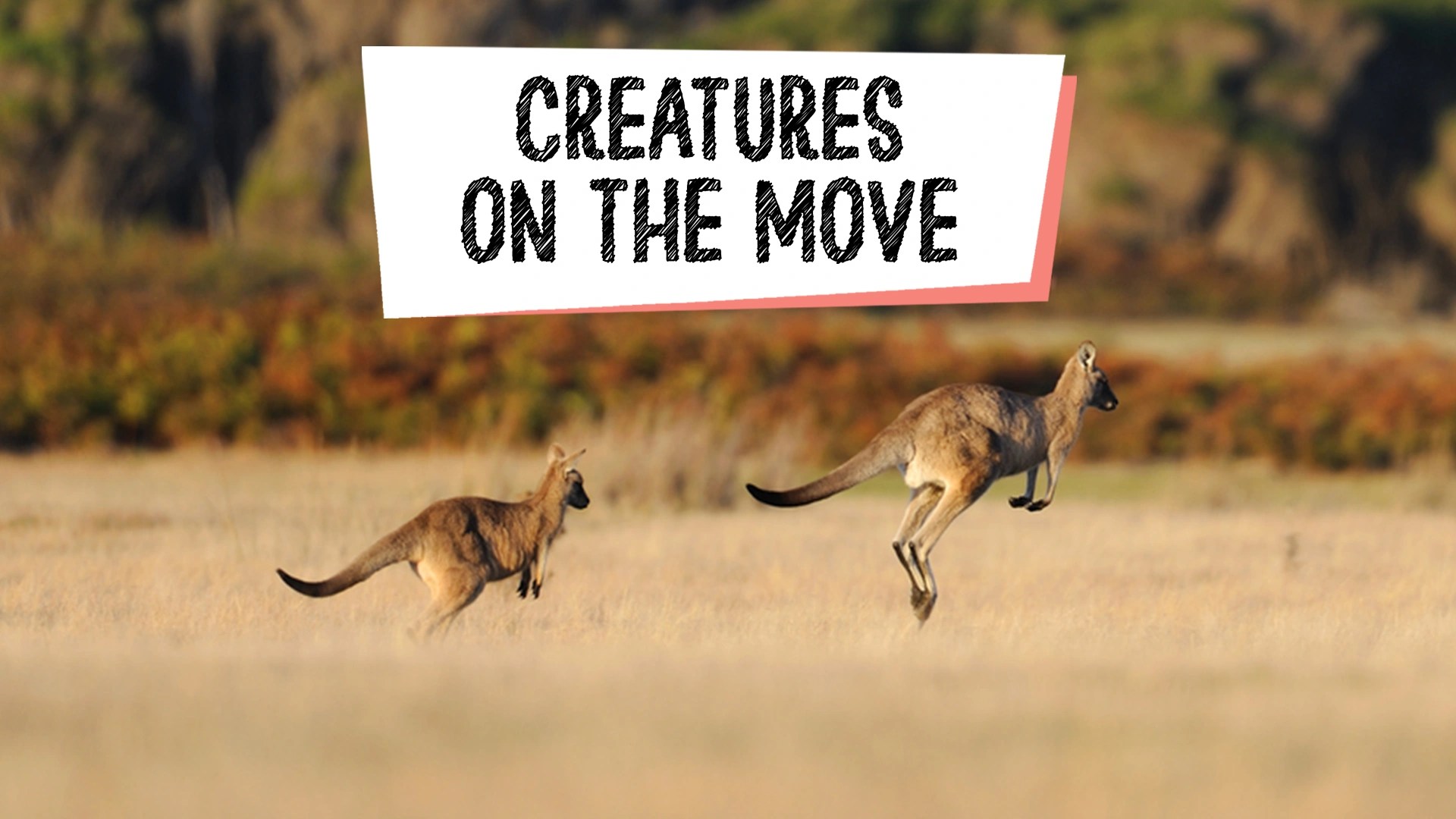 How Do Living Things Move Video Resources Clickview