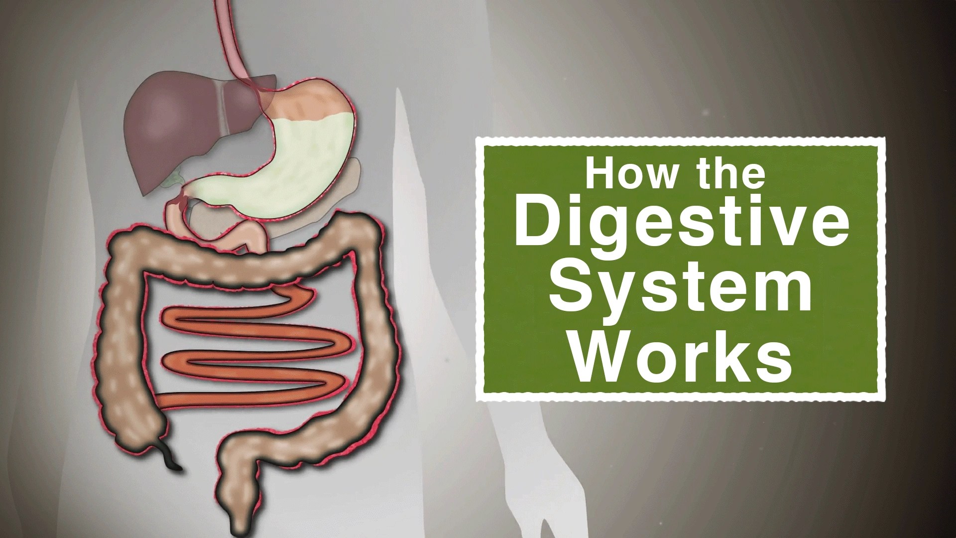 How Does The Digestive System Work Clickview