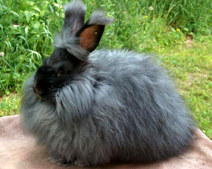 พันธุ์แองโกร่า (AngOra) | bonlovepet
