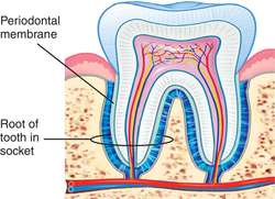 justanothersciencenerd