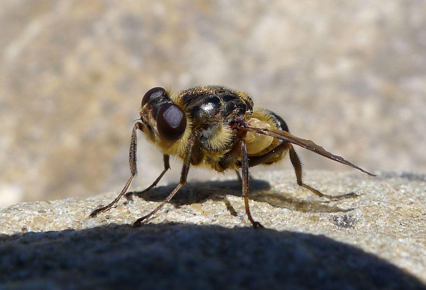 The Scariest Types Of Insects List Of Scary Bug Species