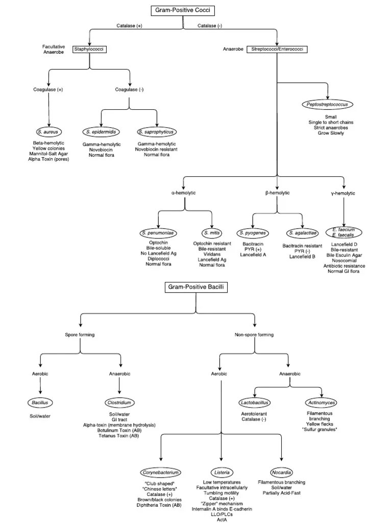 Bacteria Classification Flow Chart Bacterial Classification