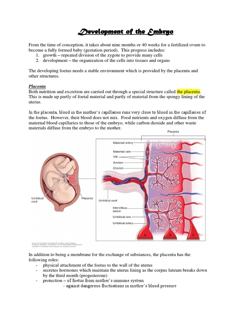 Embryo Development | PDF